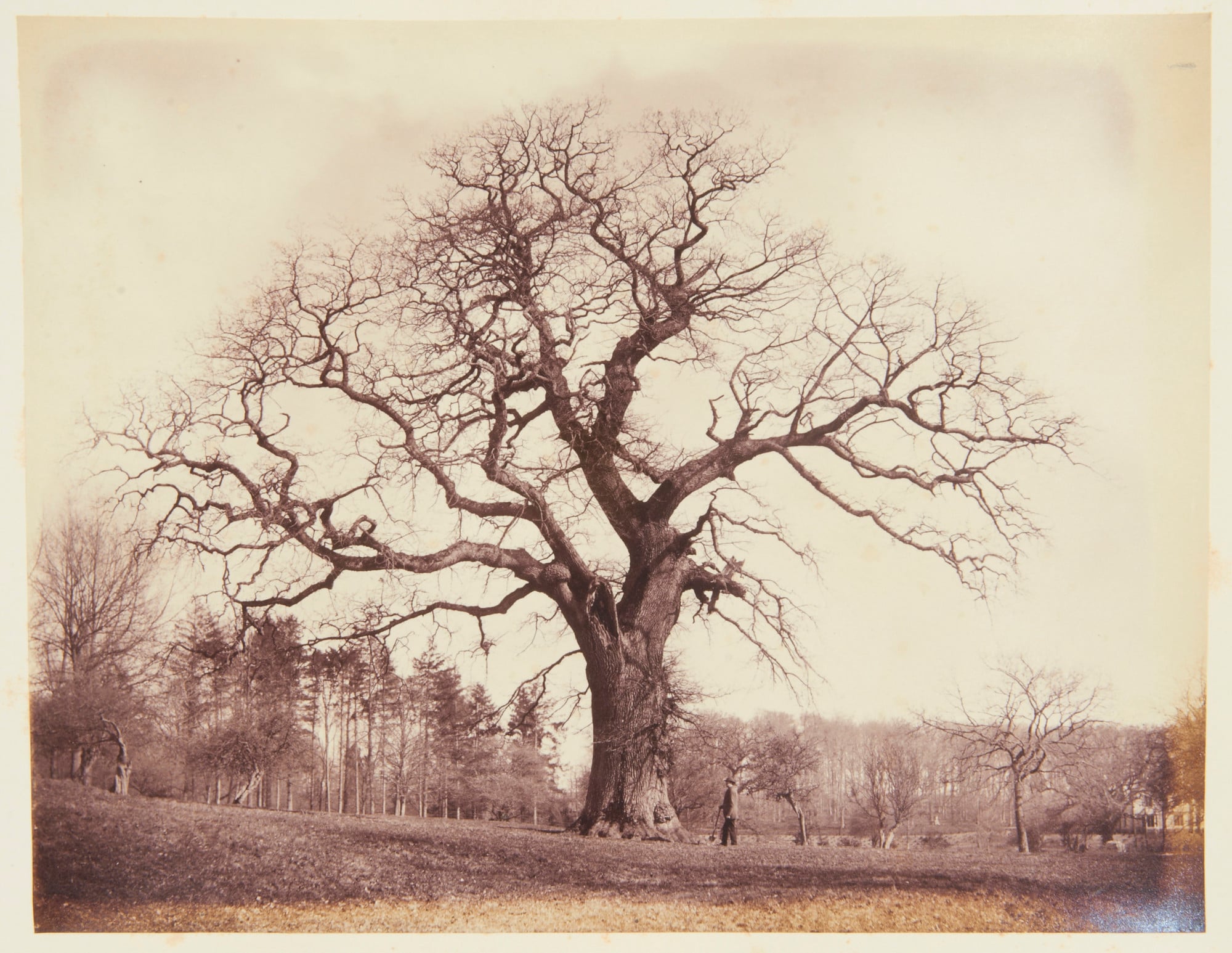 Robert Vernon Heath (1819-95) - Ancient tree, Sandringham