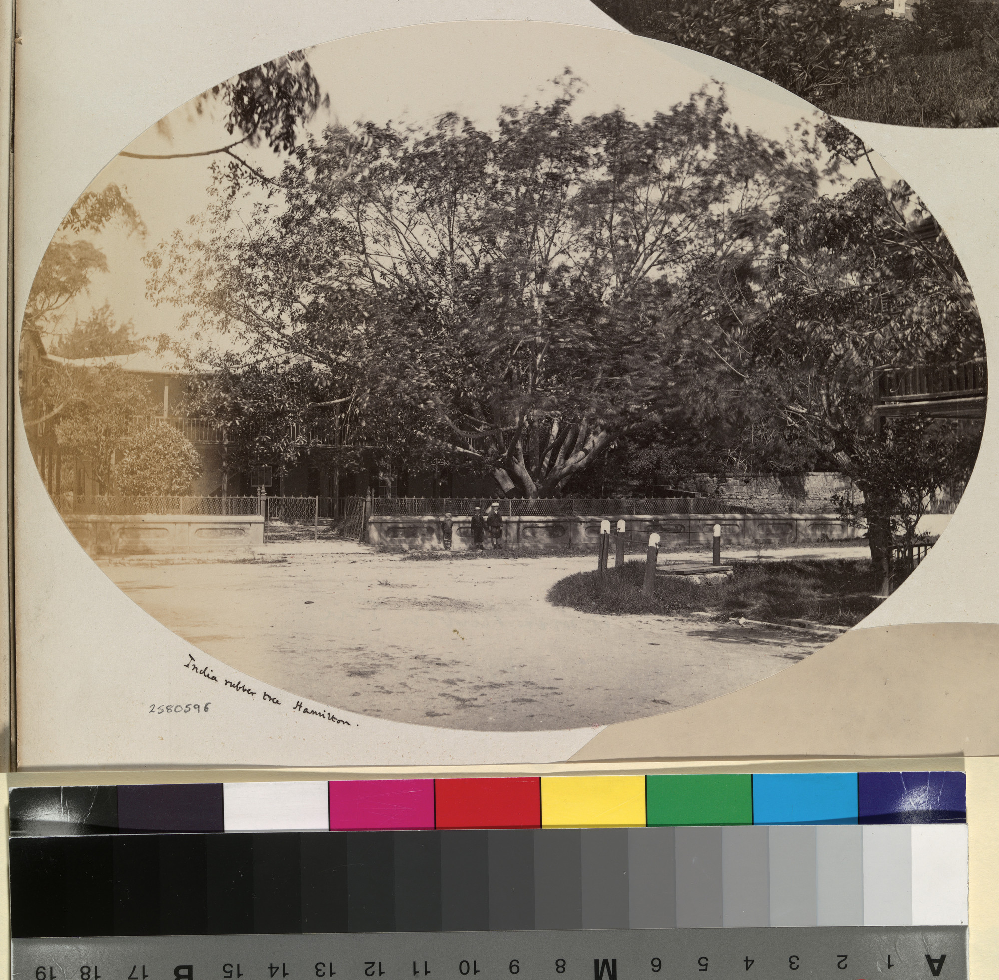 Unknown Person - Bermuda 1880: India rubber tree, Hamilton